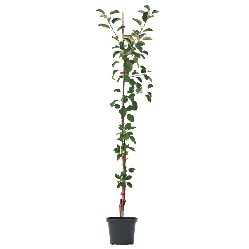 Плодно дръвче Ябълка, сорт Fuji Aztec контейнер 1.7-2л 09075290 на топ ...