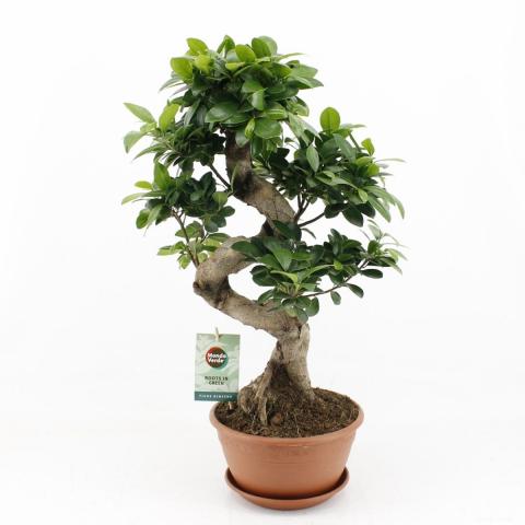 Фикус микрокарпа Ginseng S-форма 09048454 на топ цена — Home Max | ex ...