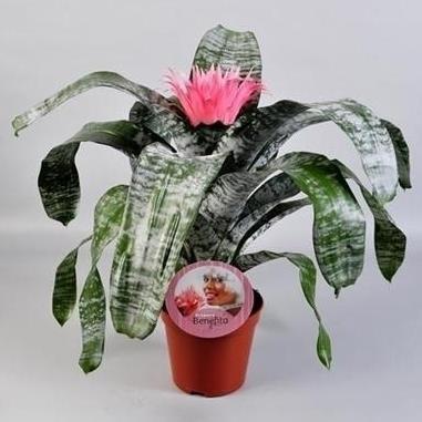 Ехмея Benefita 22982254 на топ цена — Home Max | ex Baumax