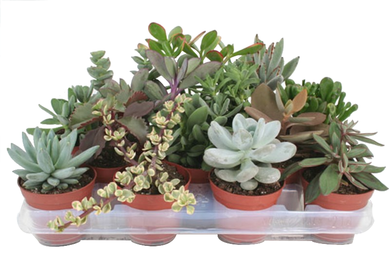 Сукулентни микс Ф8.5 см 24062343 на топ цена — Home Max | ex Baumax