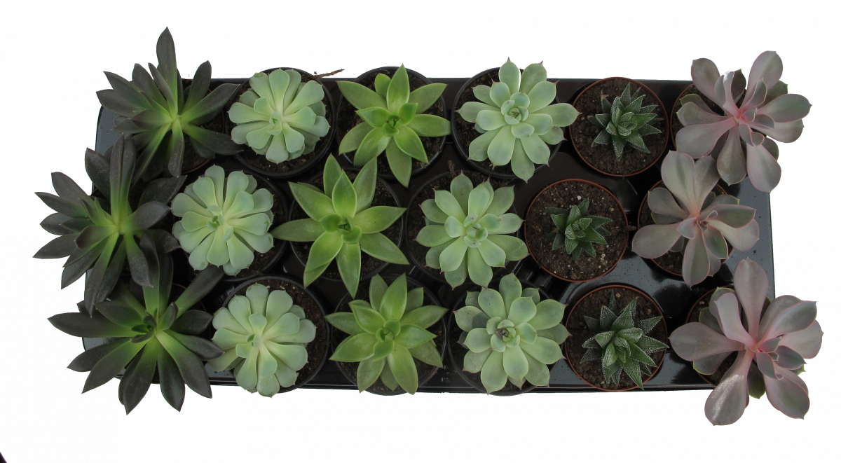 Сукуленти Ешеверия микс 8 см 09044173 на топ цена — Home Max | ex Baumax