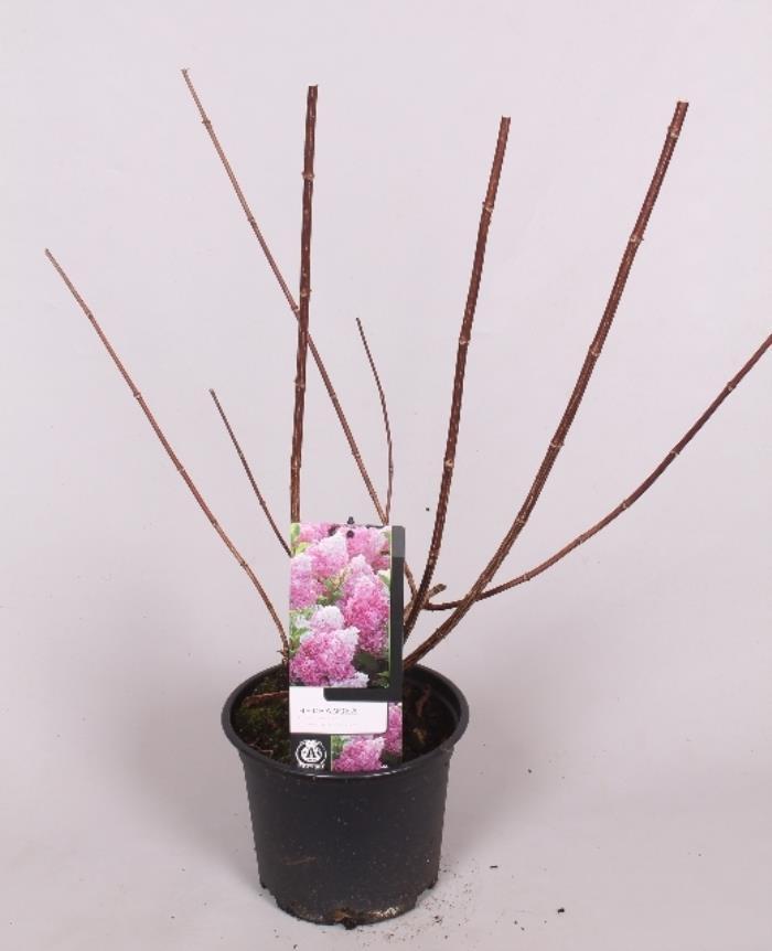 Хортензия Vanille Fraise 09066335 на топ цена — Home Max | ex Baumax