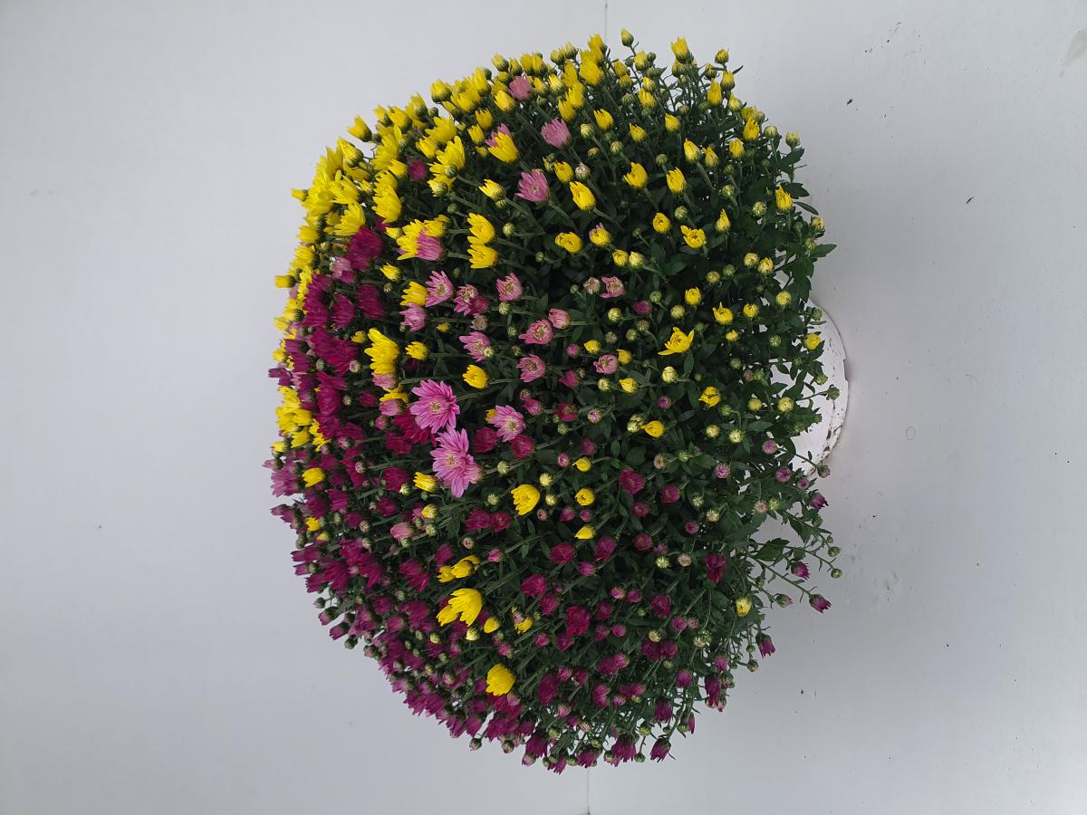 Хризантема TRIXI Ф27см 09061583 на топ цена — Home Max | ex Baumax