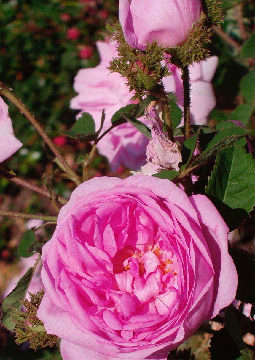 Рози Old roses 2л, микс 09057180 на топ цена — Home Max | ex Baumax