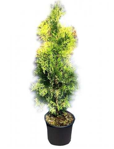 Западна туя Фастигията 60/80 с 3л 09004368 на топ цена — Home Max | ex ...