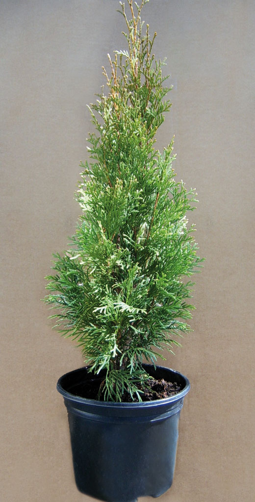 Туя смарагд 60/80 см. 23264823 на топ цена — Home Max | ex Baumax