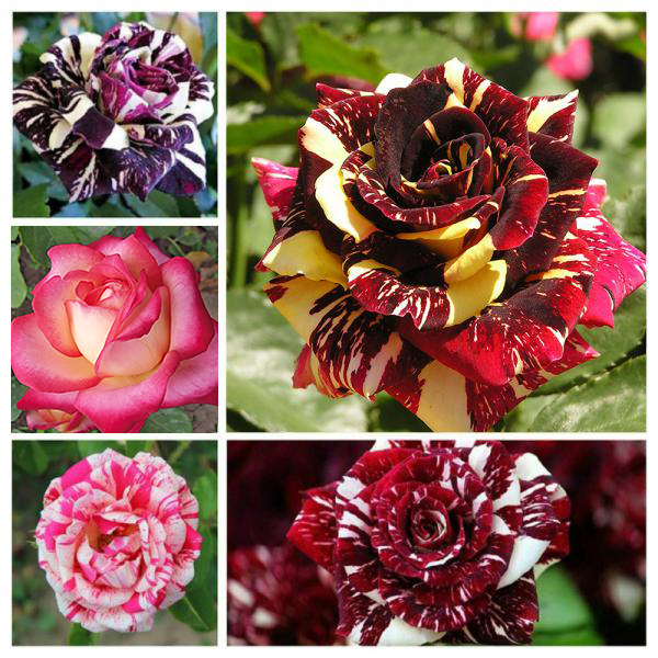 Рози шарени в 2 л. контейнер 09031166 на топ цена — Home Max | ex Baumax