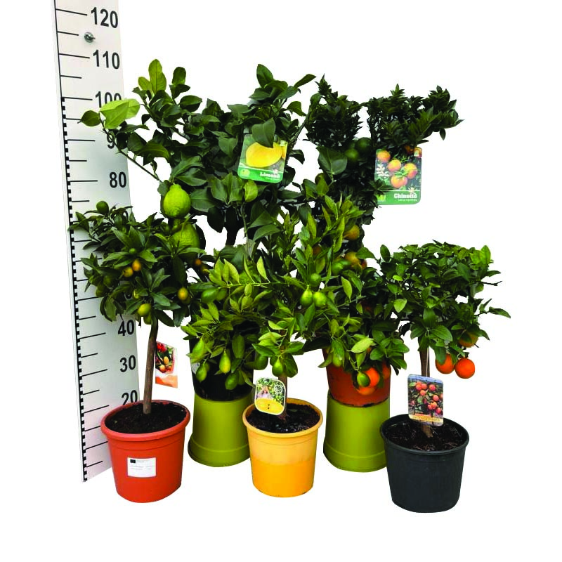 Цитрус ф21см, H75-85см 09059825 на топ цена — Home Max | ex Baumax