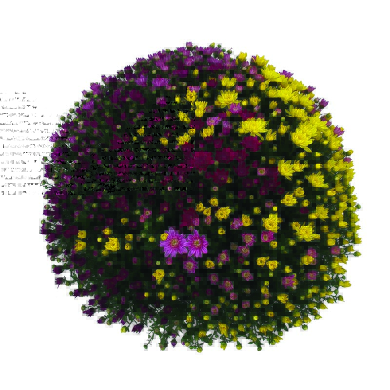 Хризантема TRIXI Ф27см 09061583 на топ цена — Home Max | ex Baumax