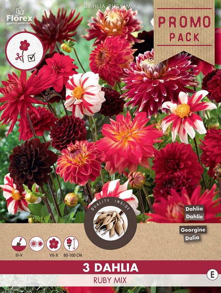 Луковици PROMO Далия Decorative-Ruby mix 3 бр 09070196 на топ цена ...