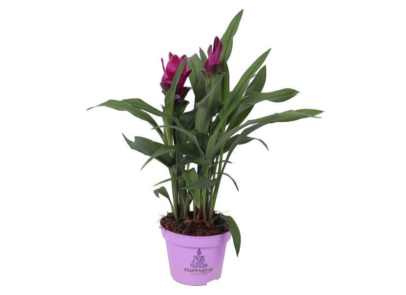 Куркума Siam Sublime Ф12см, H45см 09073647 на топ цена — Home Max | ex ...