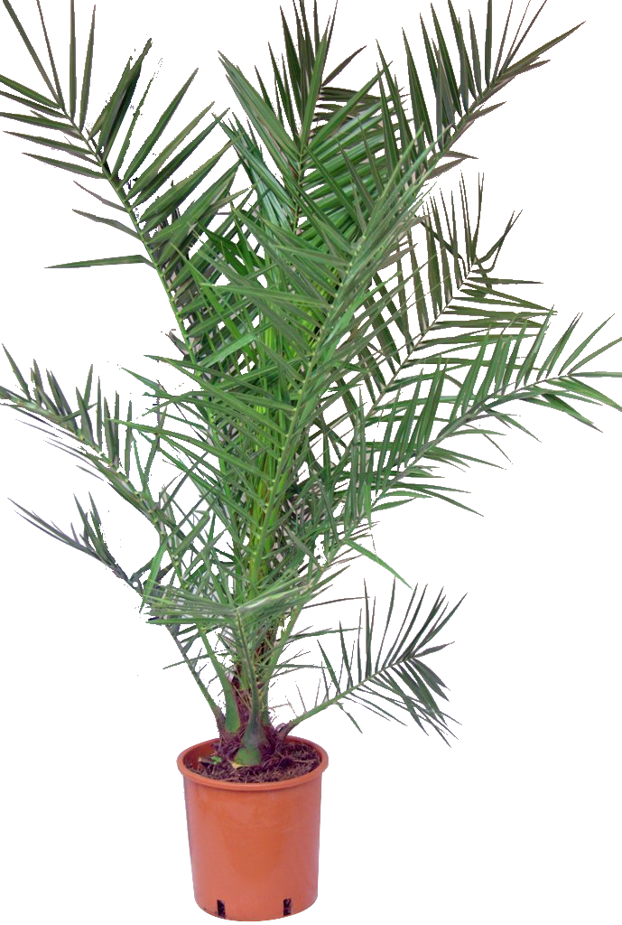Финикова палма 09006683 на топ цена — Home Max | ex Baumax