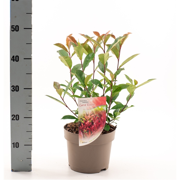 Фотиния 'Carre Rouge' C3 09052260 на топ цена — Home Max | ex Baumax